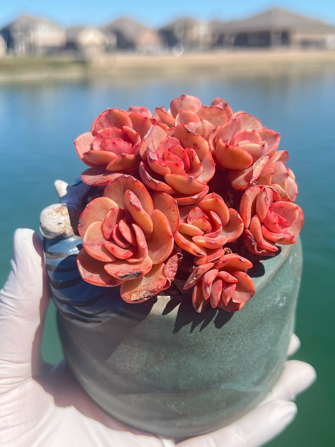 Imported Rare Echeveria Sunyan Cluster Succulent From Korea - Etsy