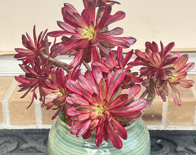 Imported Rare Aeonium Athena Cluster Succulent From Korea - Etsy