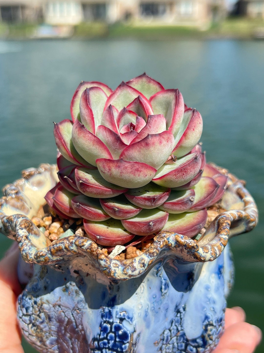 Imported Rare Echeveria Choubani Succulent From Korea - Etsy