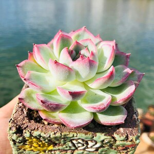Rare Succulents-Echeveria Lotus x Puli-lindsayana Imported From Korea ...