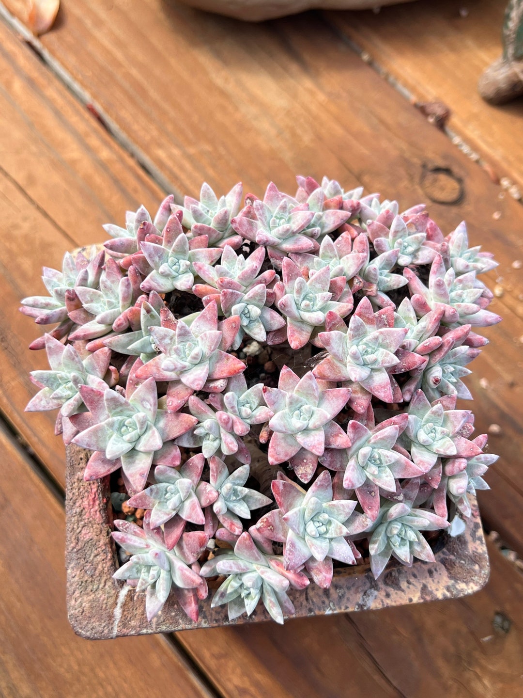 Imported Rare Old Dudleya White Greenei Succulent From Korea - Etsy