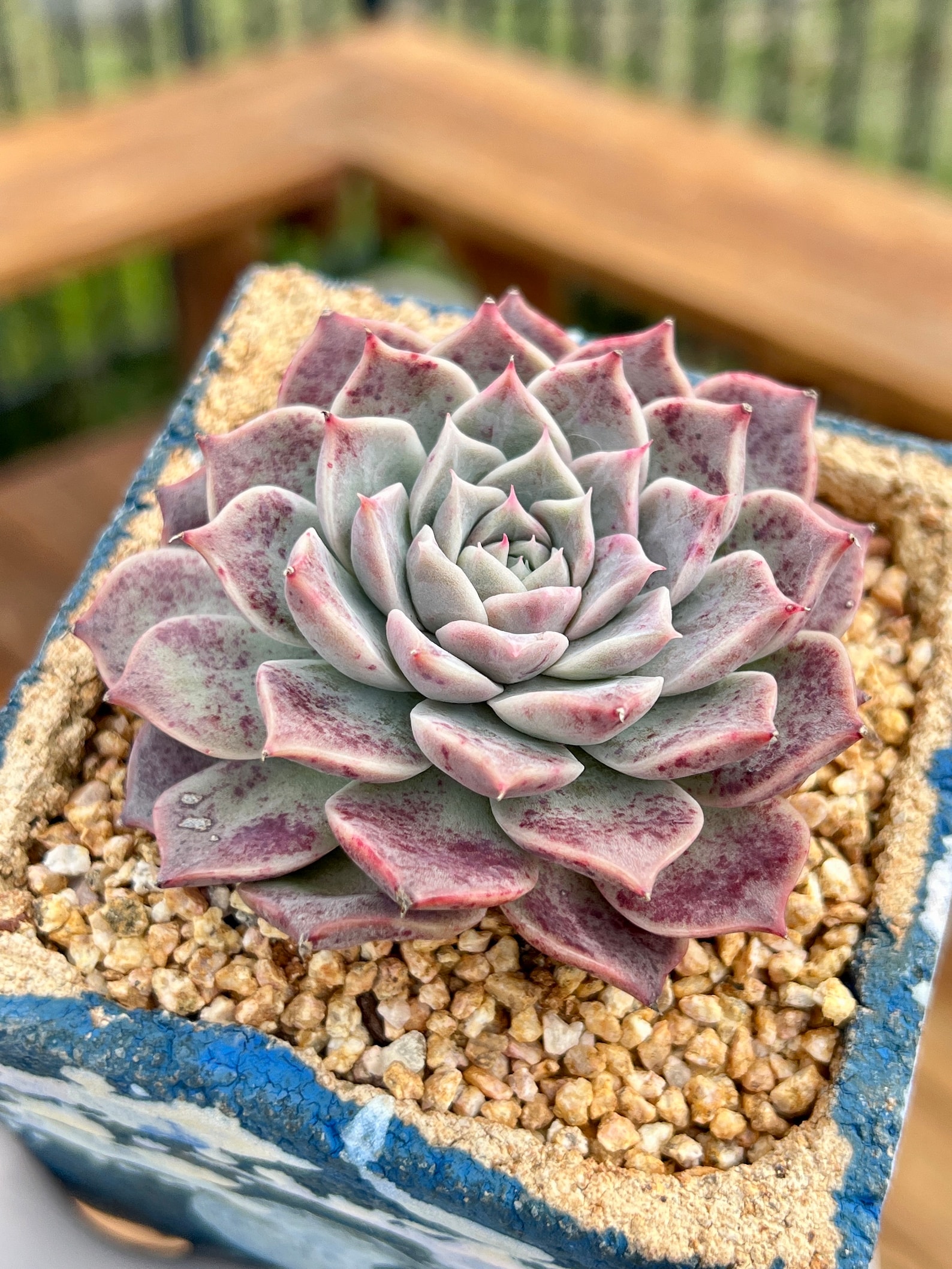 Imported Rare Echeveria Mexican Tears Succulent From Korea - Etsy