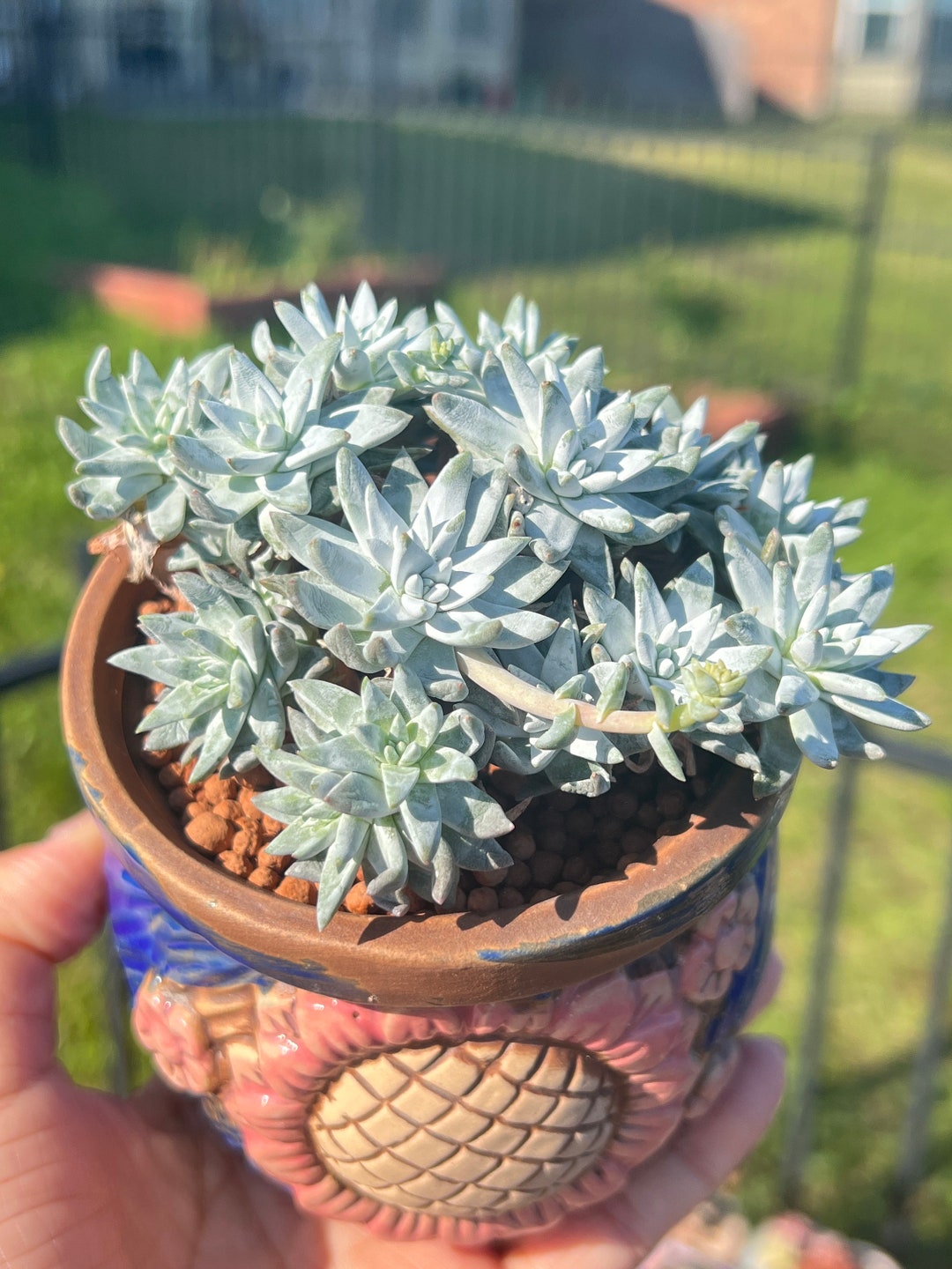 Imported Rare Dudleya White Greenei Cluster Succulent From Korea - Etsy