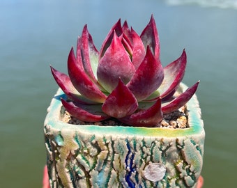 Rare Succulent: Imported Succulent Korea Echeveria Variegated - Etsy