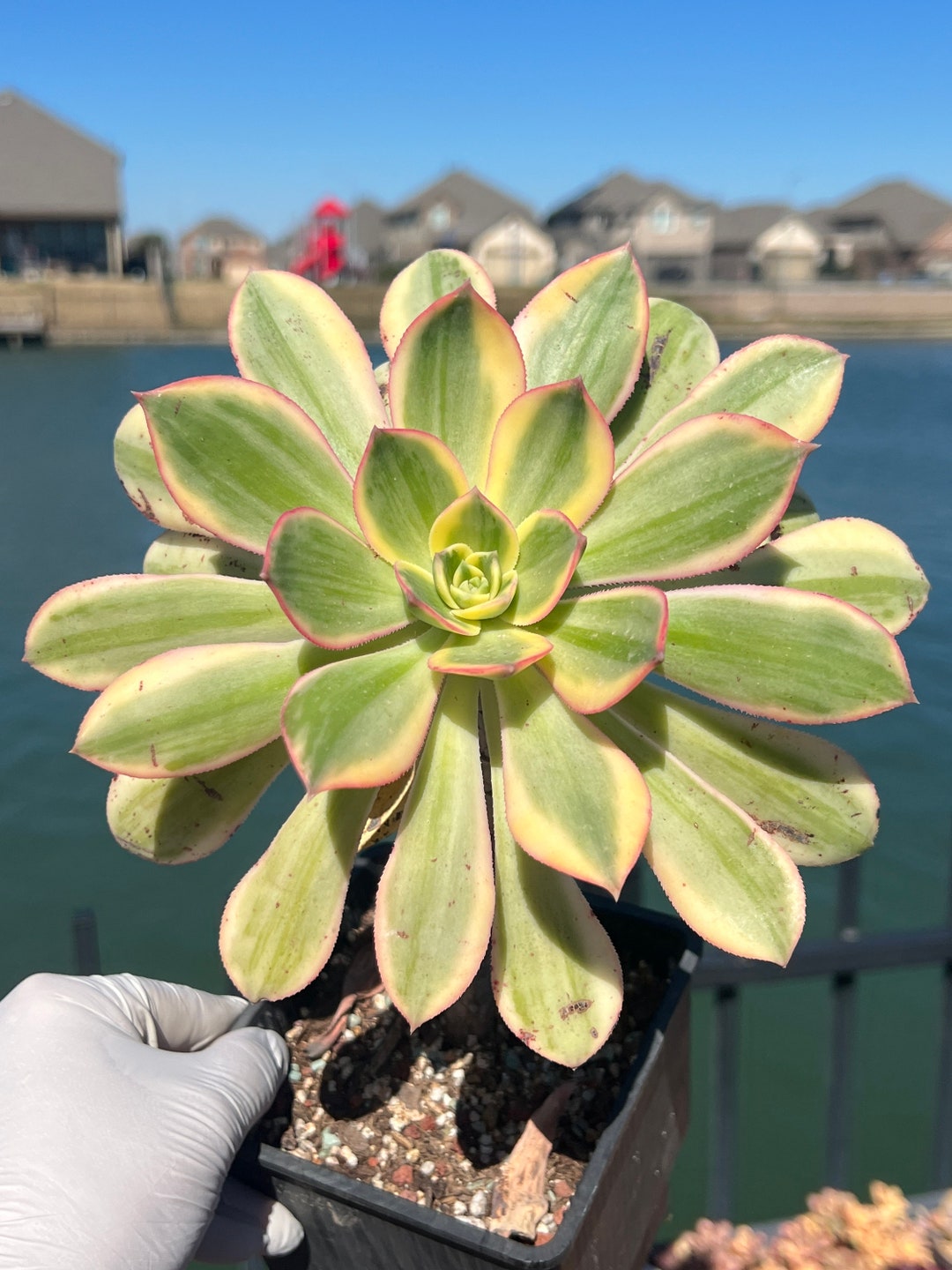 Imported Rare Aeonium Starburst Succulent From Korea - Etsy