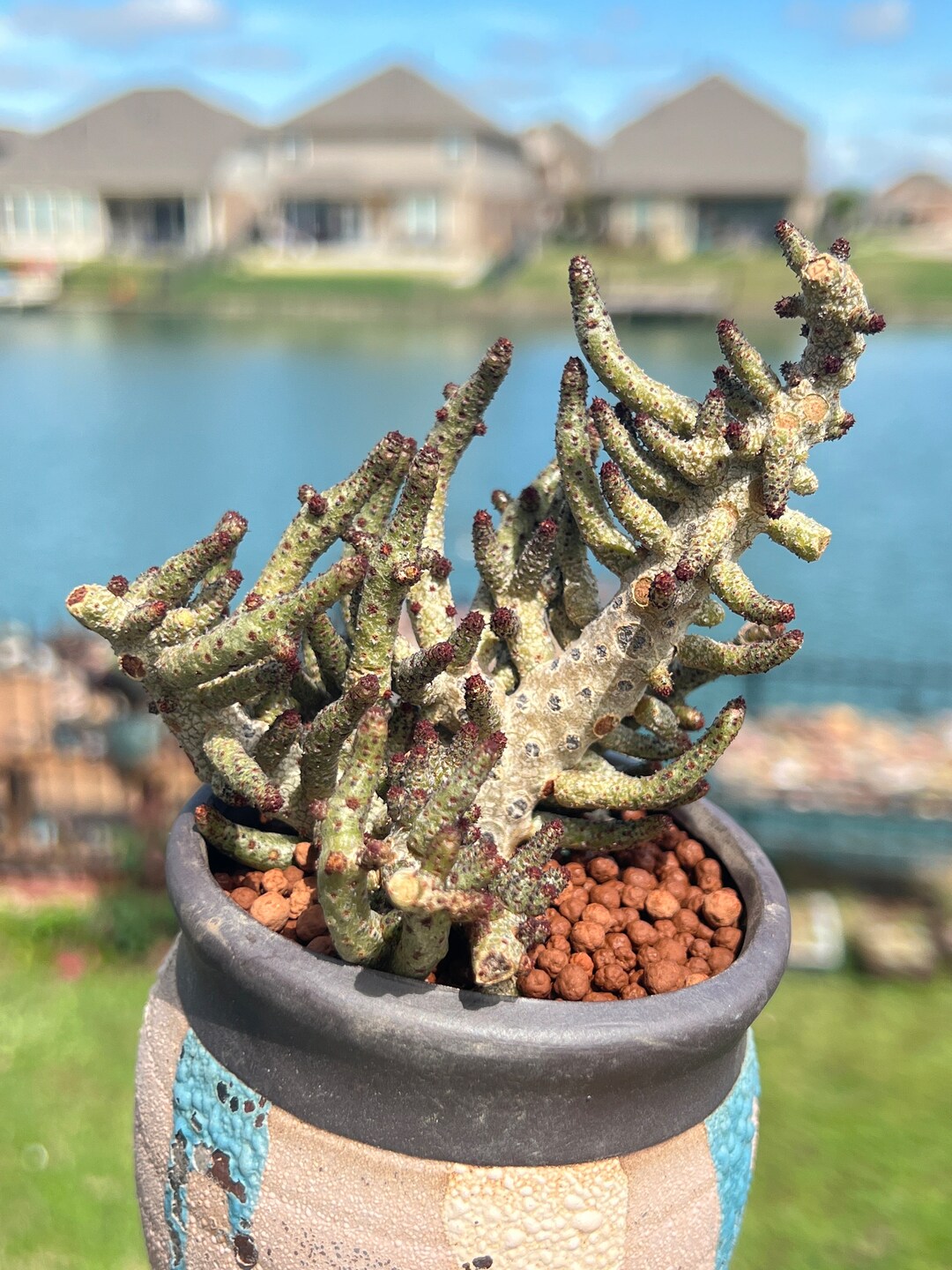 Imported Rare Tylecodon Bucholzianus Succulent From Korea - Etsy
