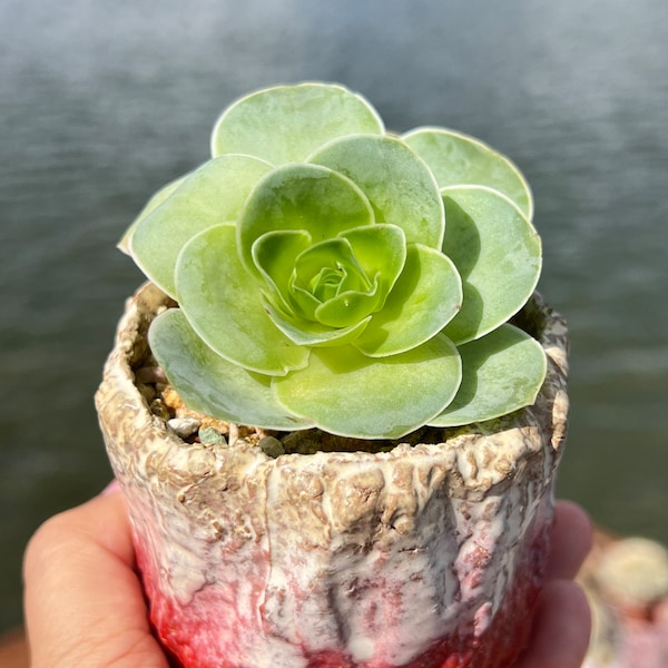 Mountain Rose Succulent - Etsy