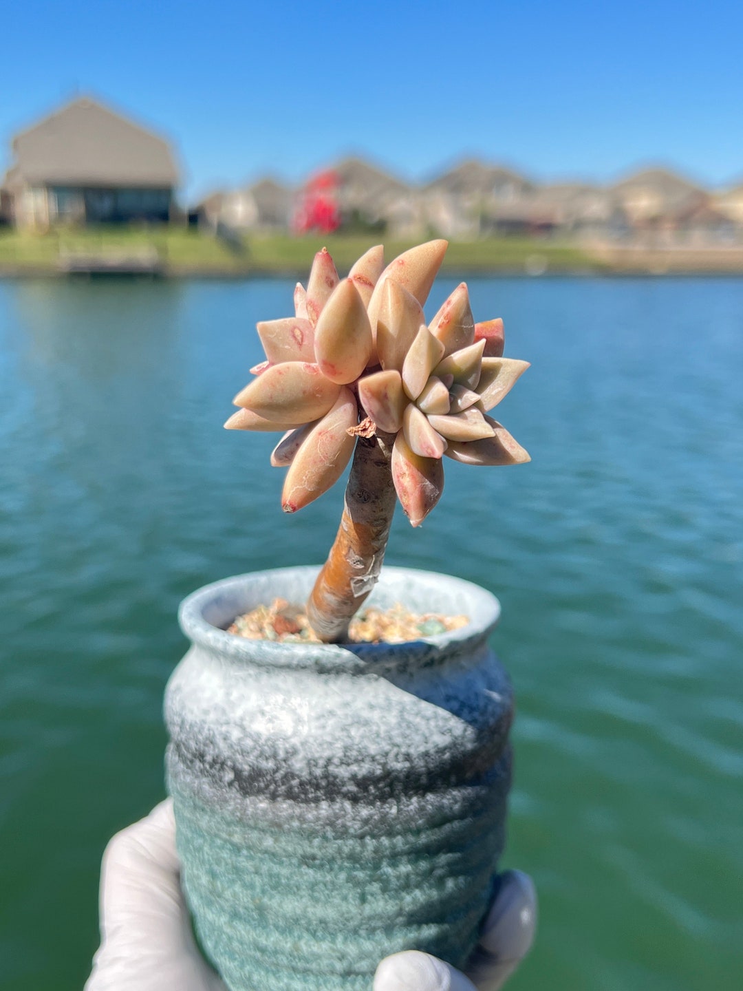 Imported Rare Echeveria Pink Rose Succulent From Korea - Etsy