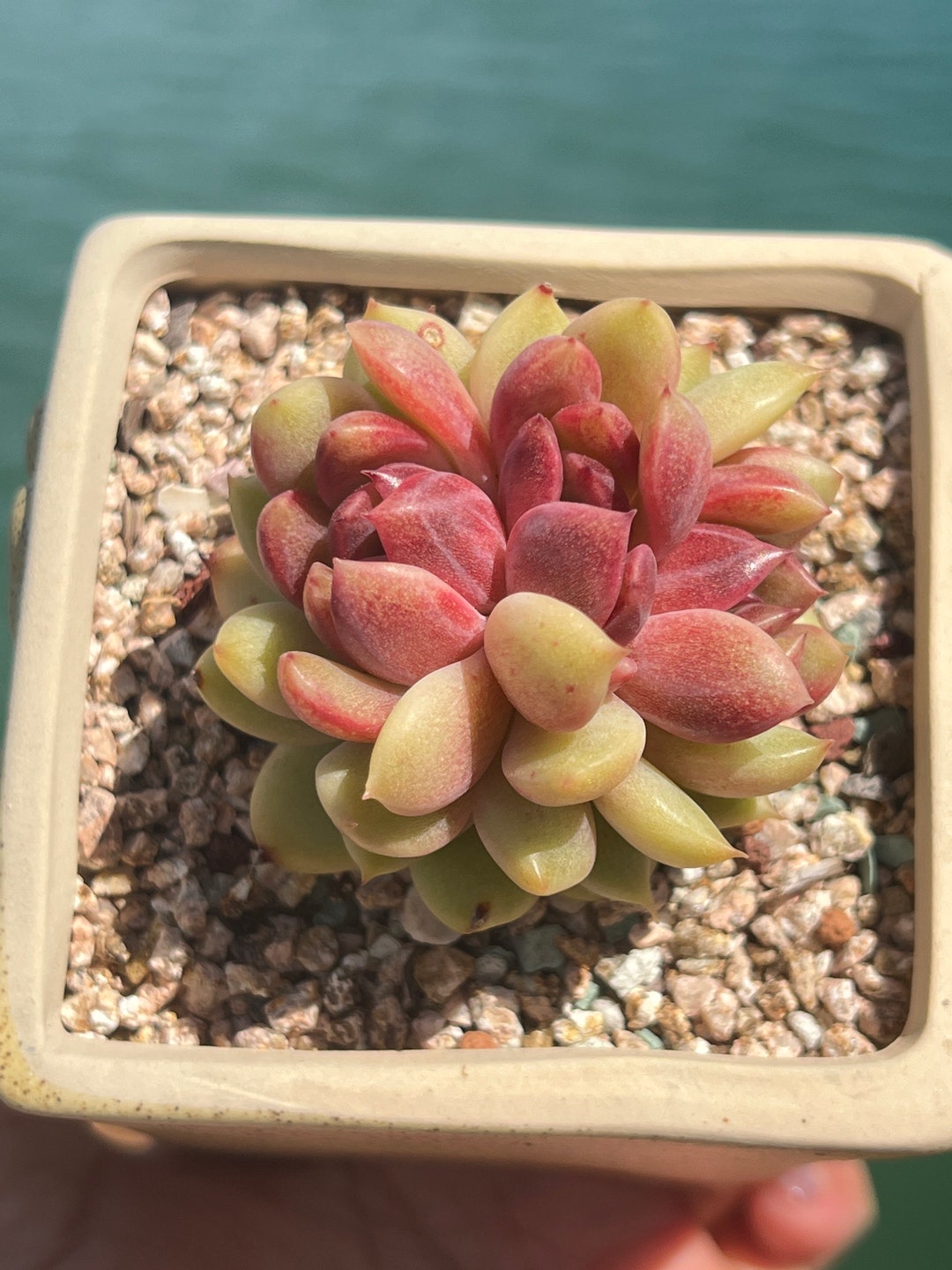 Imported Rare Echeveria Meridor Succulent From Korea - Etsy