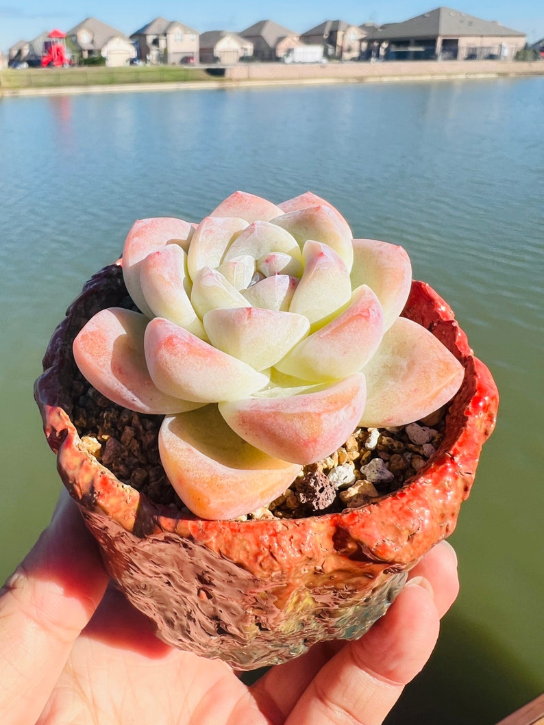 Imported Rare Echeveria Ice Green Succulent From Korea - Etsy