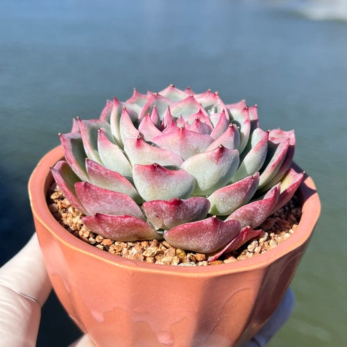 Imported Rare Echeveria Golden Glow Succulent From Korea - Etsy