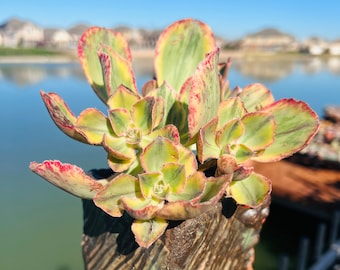 Red Fuji Succulent - Etsy