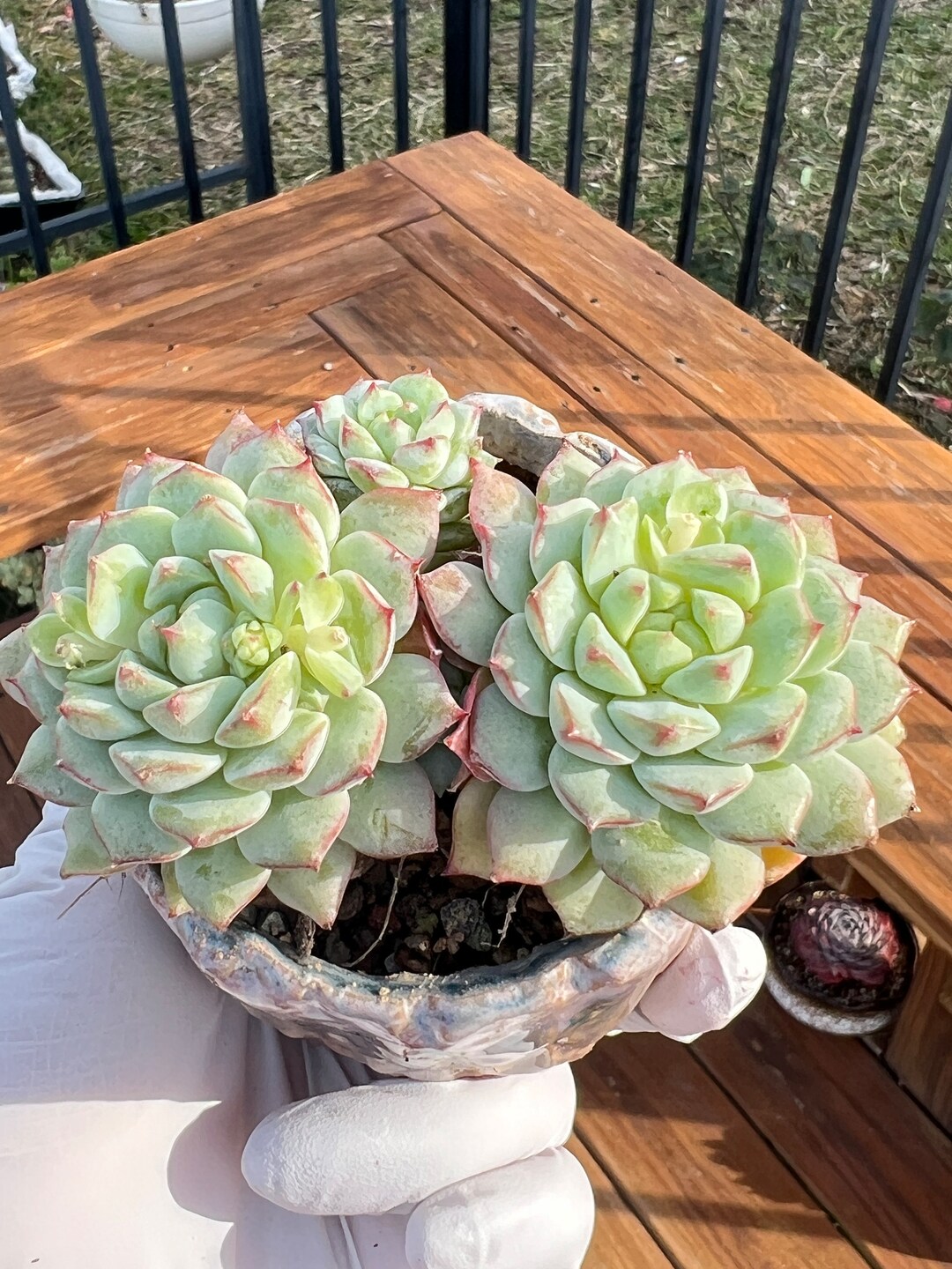 Imported Rare Echeveria Panda Face Succulent From Korea - Etsy