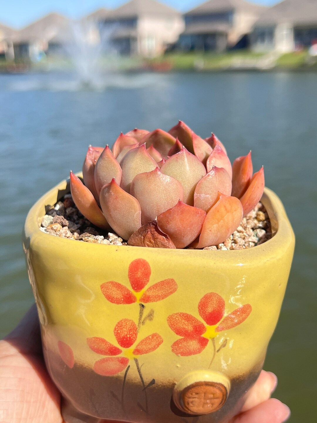 Imported Rare Echeveria Geneva Rose Succulent From Korea - Etsy