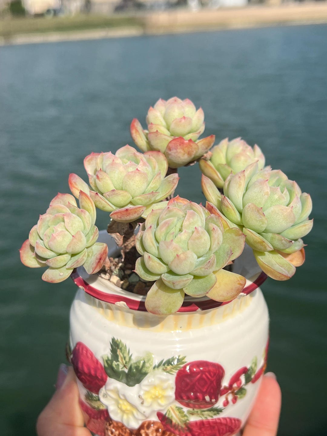 Imported Rare Echeveria 'twin Cluster Berry' Cluster Succulent From ...