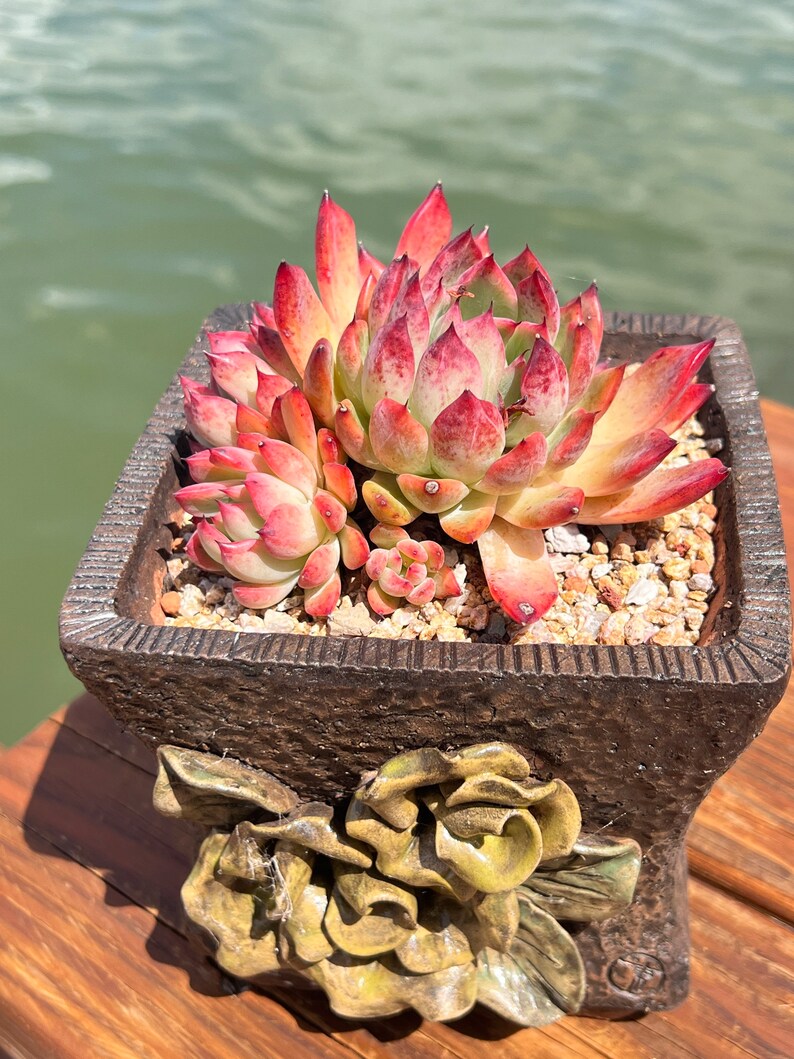 Imported Rare Echeveria Queen Cluster Succulent From Korea - Etsy
