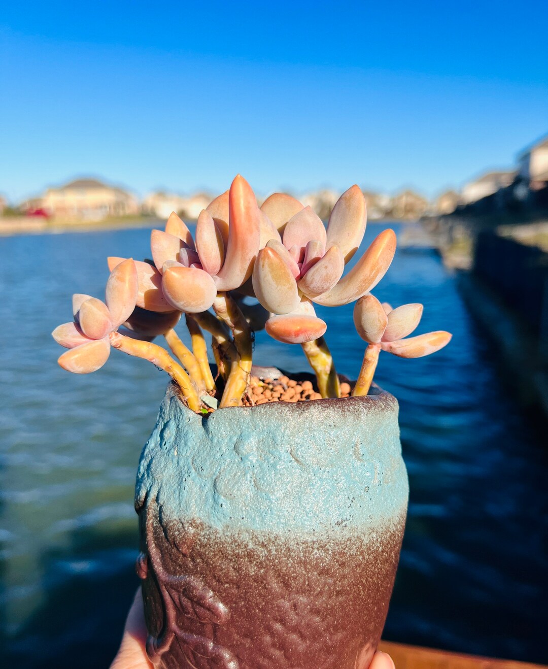 Imported Rare Echeveria 'pink Tips ' Cluster Succulent From Korea - Etsy