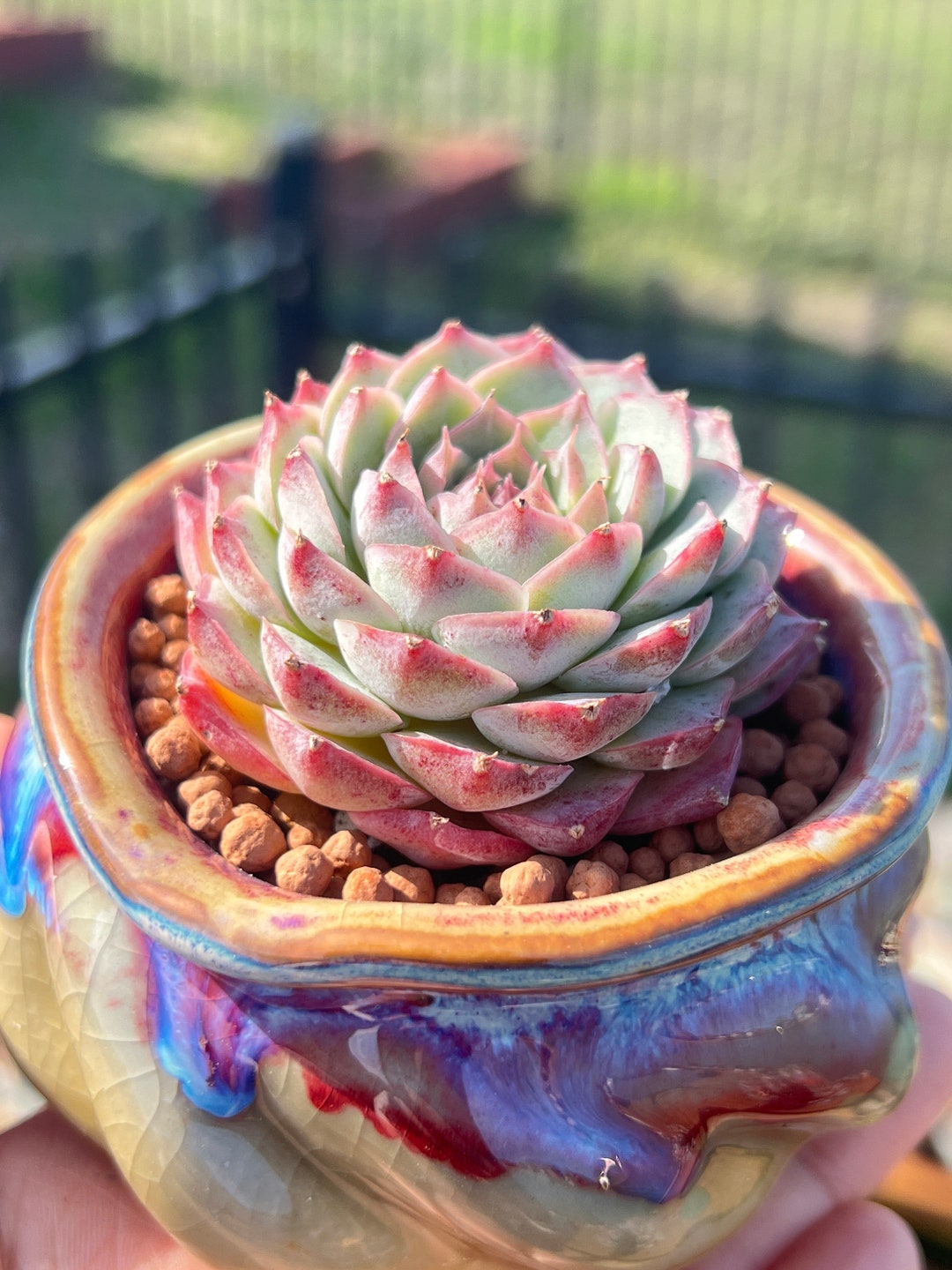 Imported Rare Echeveria Charlotte Rose Succulent From Korea - Etsy