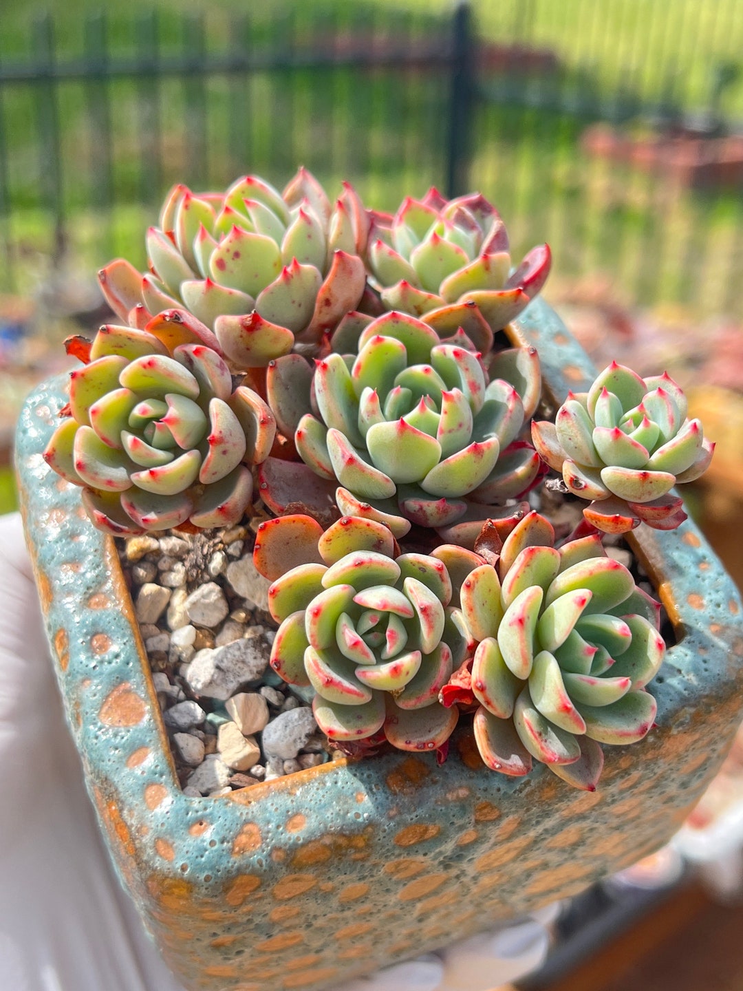 Imported Rare Echeveria nana Mini Hook Cluster Succulent From Korean - Etsy
