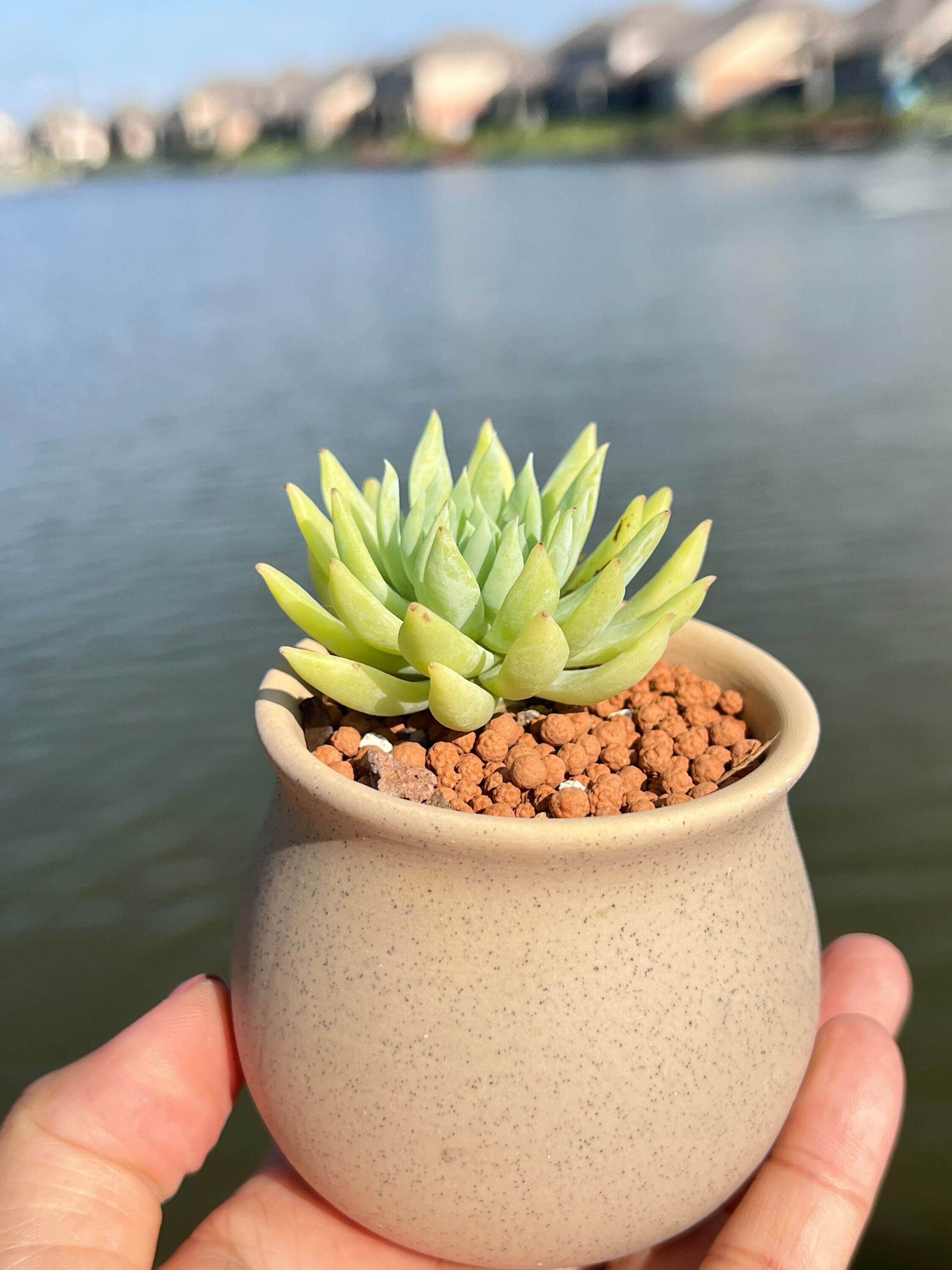 Imported Rare Echeveria Blue Angel Succulent From Korea - Etsy