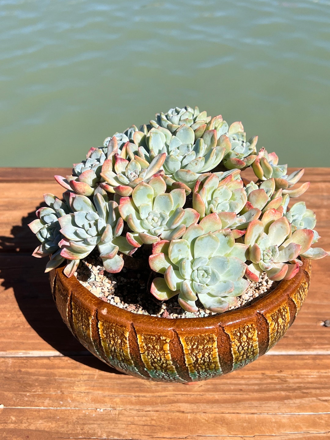 Imported Rare Echeveria Pretty in Pink Succulent From Korea - Etsy