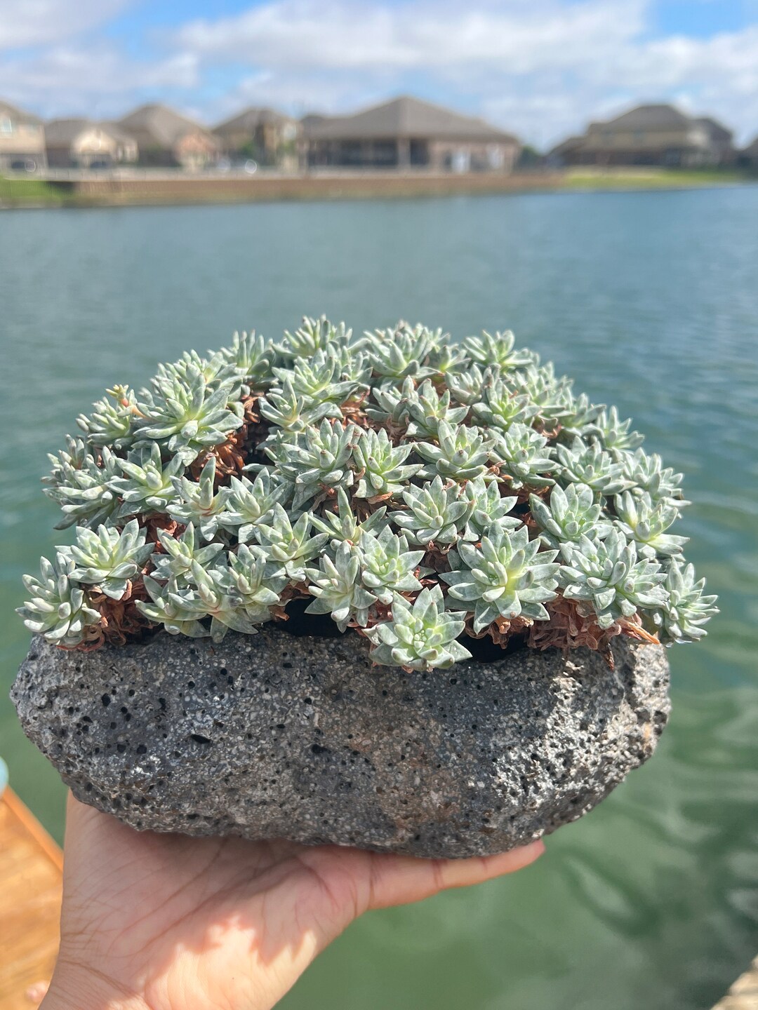 Imported Rare Old Dudleya White Greenei Succulent From Korea - Etsy
