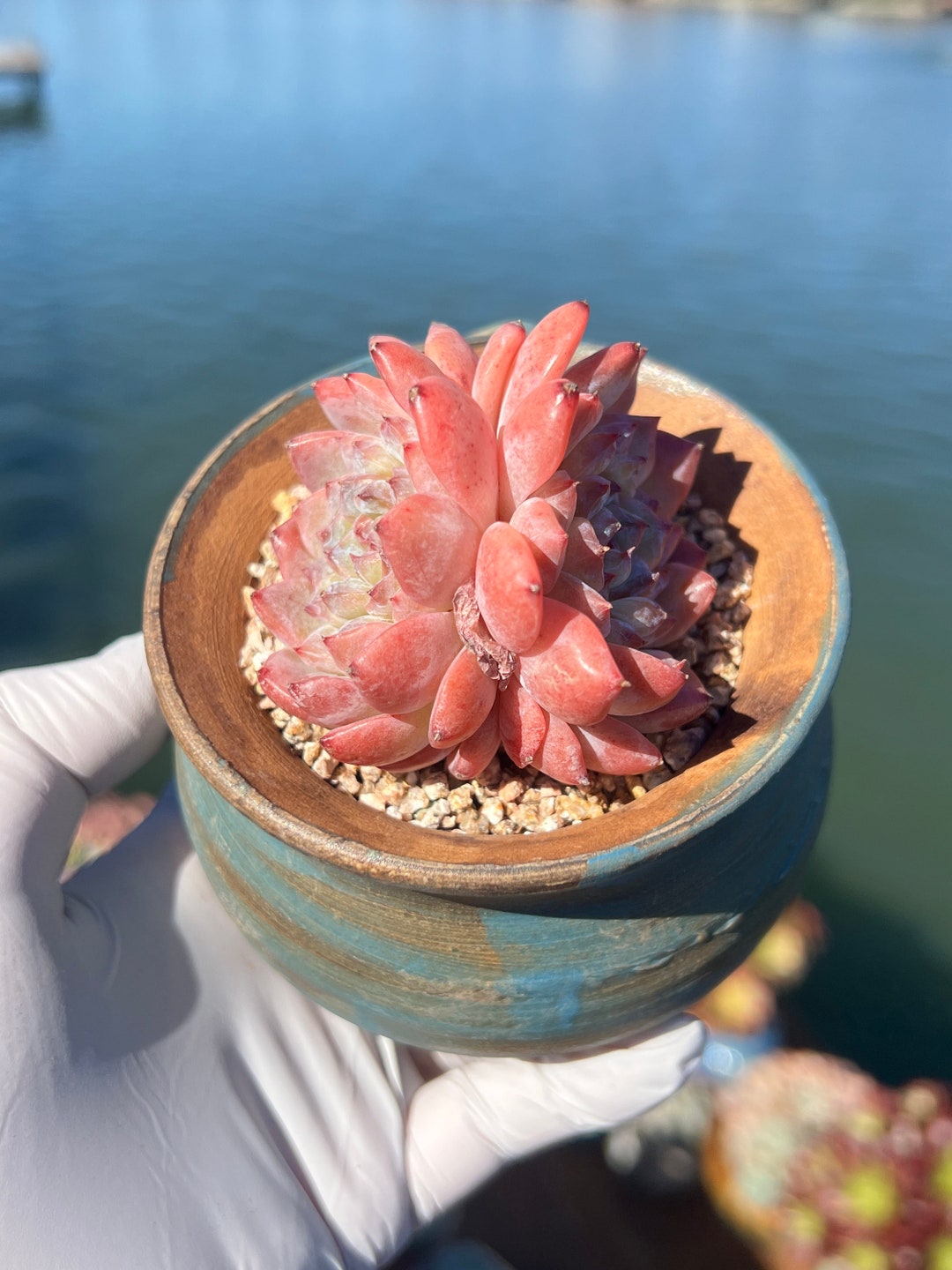 Imported Rare Echeveria Ice Grapes Succulent From Korea - Etsy