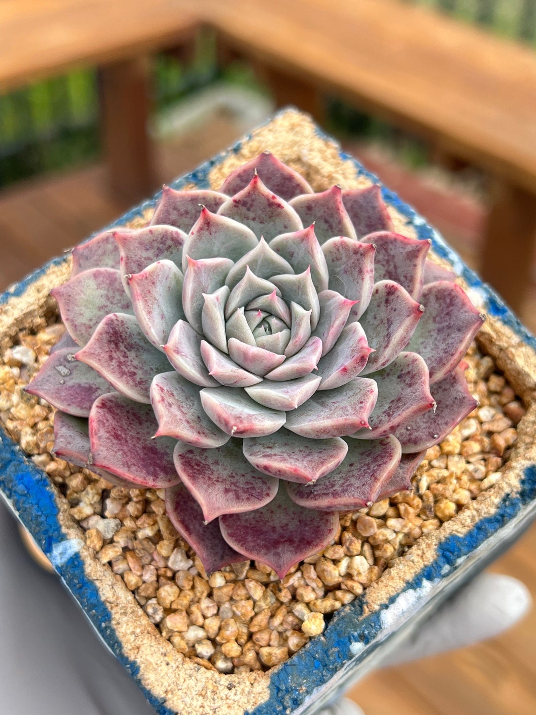 Imported Rare Echeveria Mexican Tears Succulent From Korea - Etsy