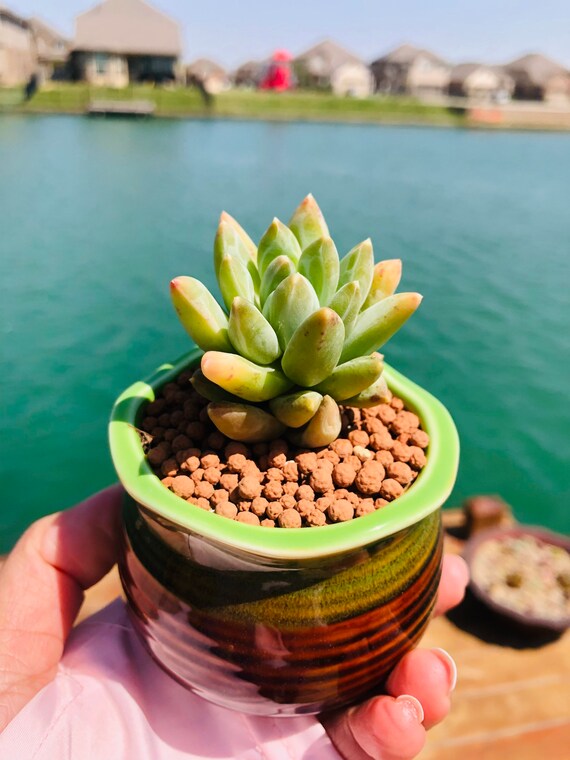 Imported Rare Pachphytum 'compactum Var.glaucum Succulent | Etsy