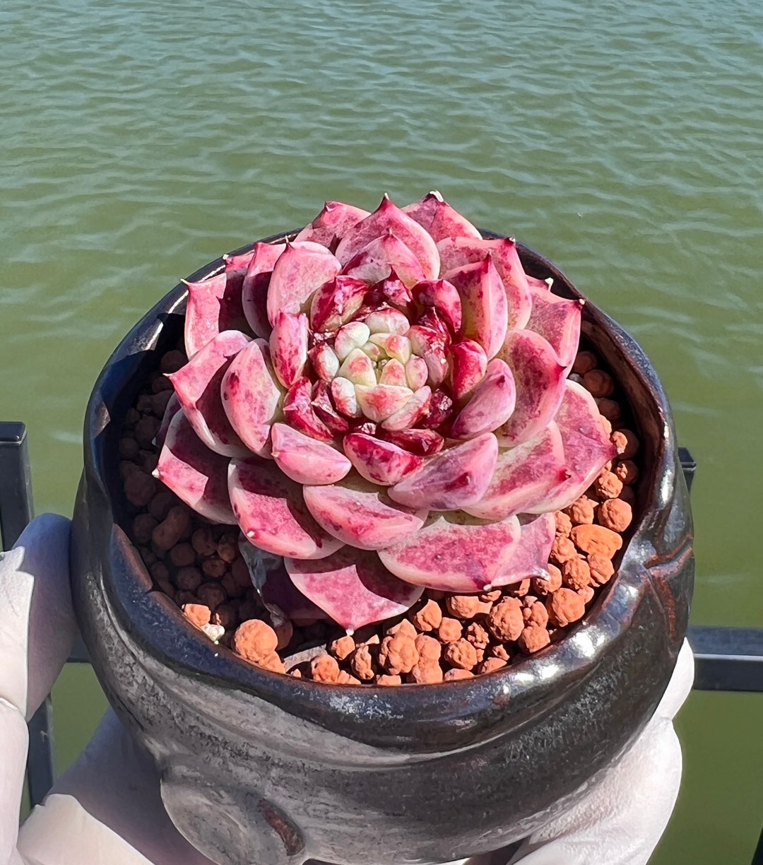 Imported Rare Echeveria Red Velvet Succulent From Korea - Etsy