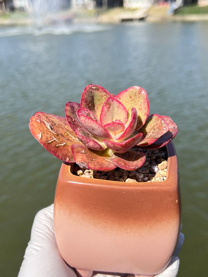 Imported Rare Echeveria First Kiss Succulent From Korea - Etsy