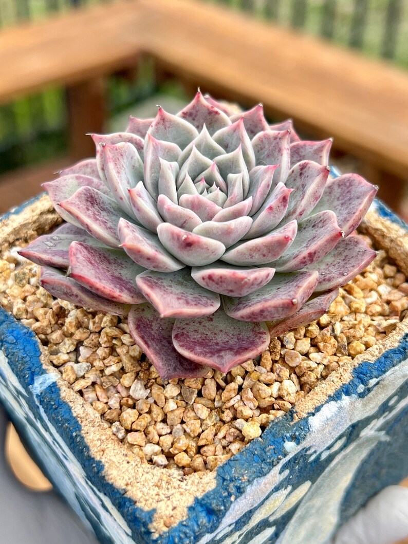 Imported Rare Echeveria Mexican Tears Succulent From Korea - Etsy