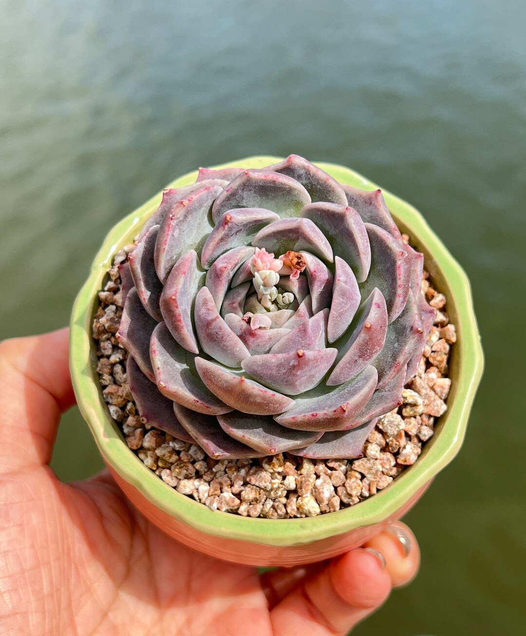 Imported Rare Echeveria Mexican Tears Succulent From Korea - Etsy