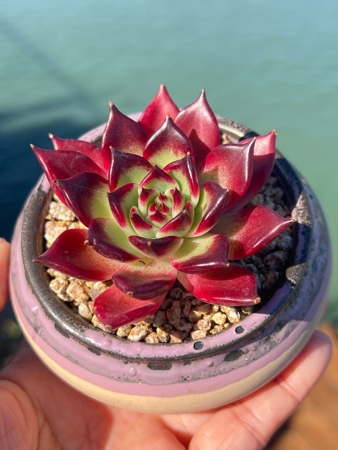 Imported Rare Echeveria Agavoides Halloween Succulent From Korea - Etsy