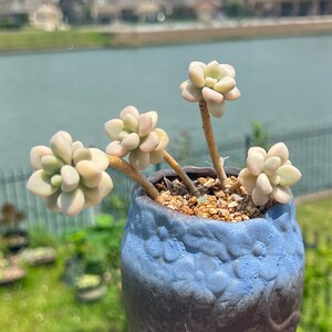 Imported Rare Graptopetalum Ellen Medium Variegated Cluster Succulent ...