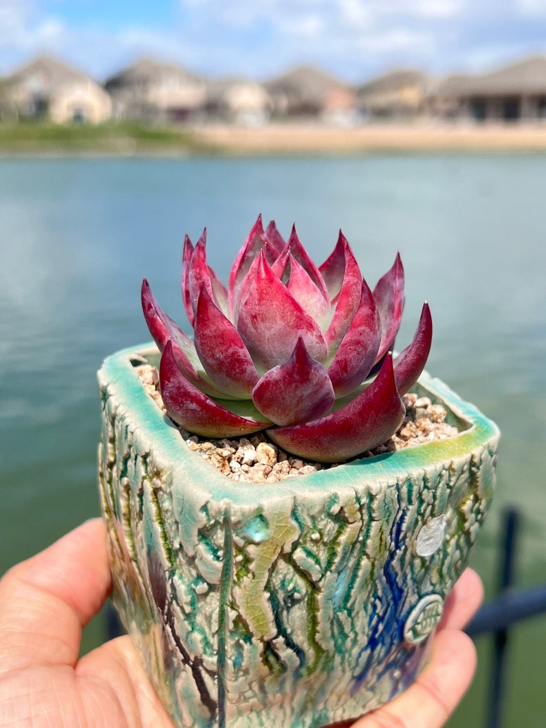 Imported Rare Echeveria Casio Succulent From Korea - Etsy