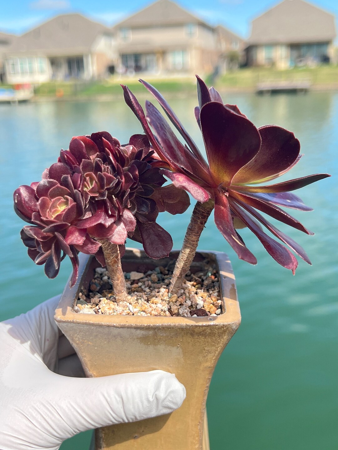 Imported Rare Aeonium Arboretum velour European Crest Succulent From ...