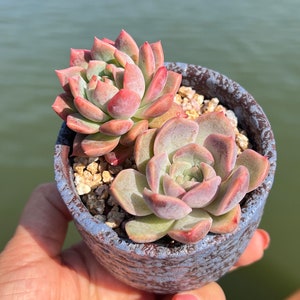 Imported Rare Echeveria Set of 2 Succulent From Korea33 - Etsy
