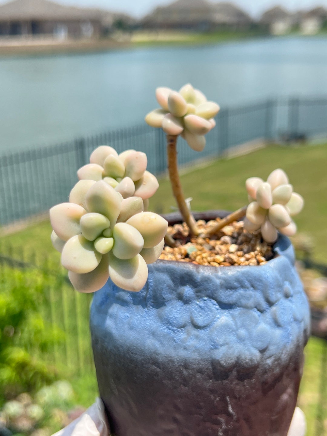 Imported Rare Graptopetalum Ellen Medium Variegated Cluster Succulent ...
