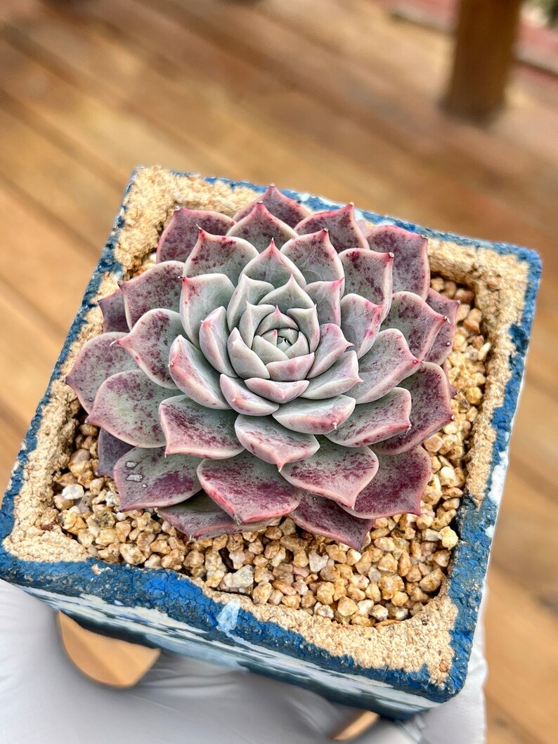 Imported Rare Echeveria Mexican Tears Succulent From Korea - Etsy