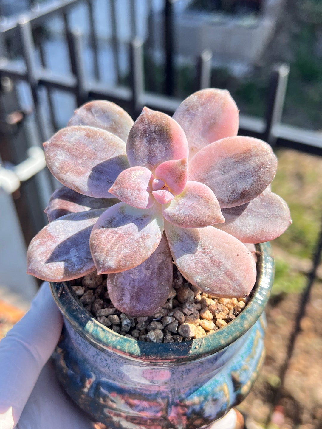 Imported Rare Graptopetalum Pentandrum Superbum Variegated - Etsy