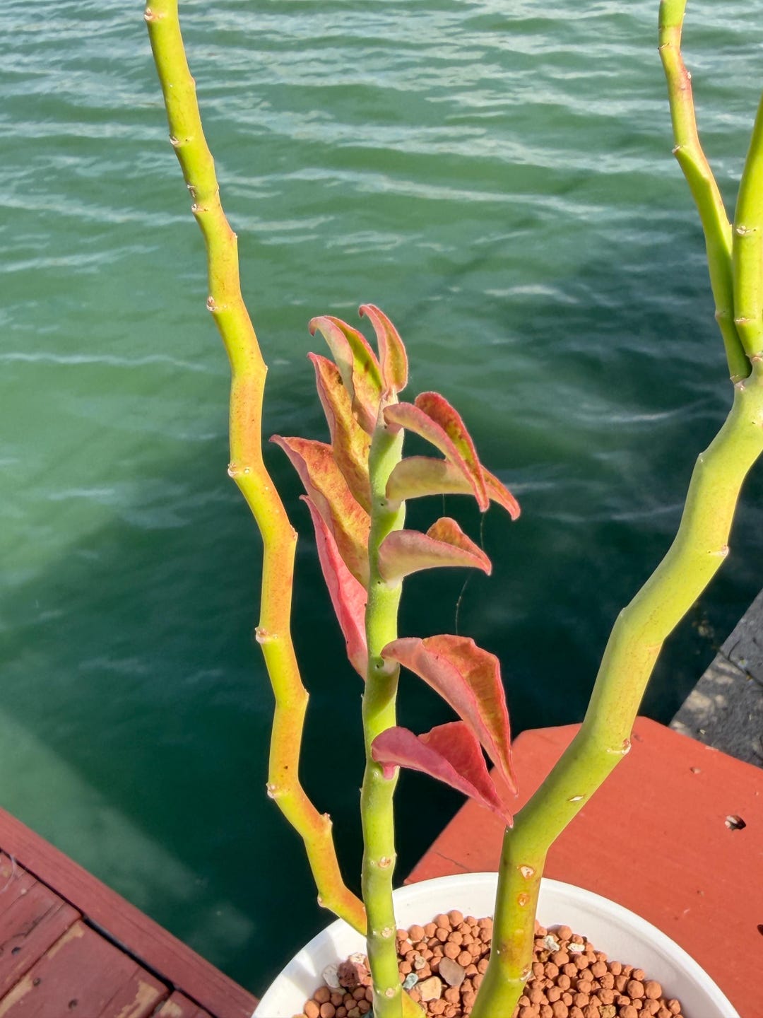 Imported Rare Pedilanthus Tithymaloides Variegated Pink ‘devil’s ...