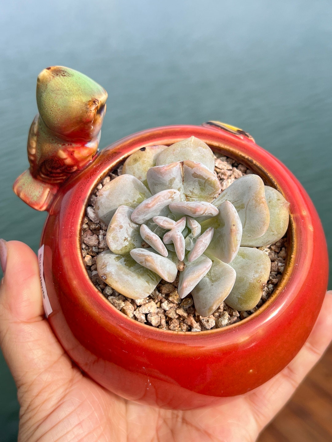 Imported Rare Echeveria Snow Princess Succulent From Korea - Etsy