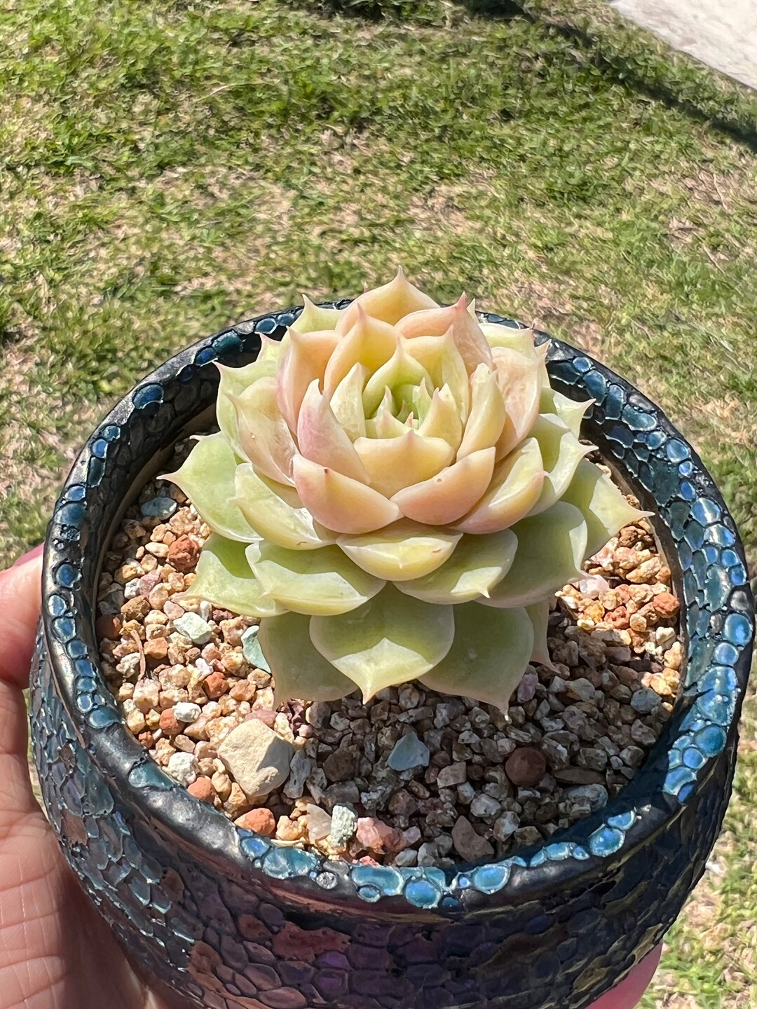 Imported Rare Echeveria Onslow Succulent From Korea - Etsy Imported Rare Echeveria Onslow Succulent From Korea - Etsy