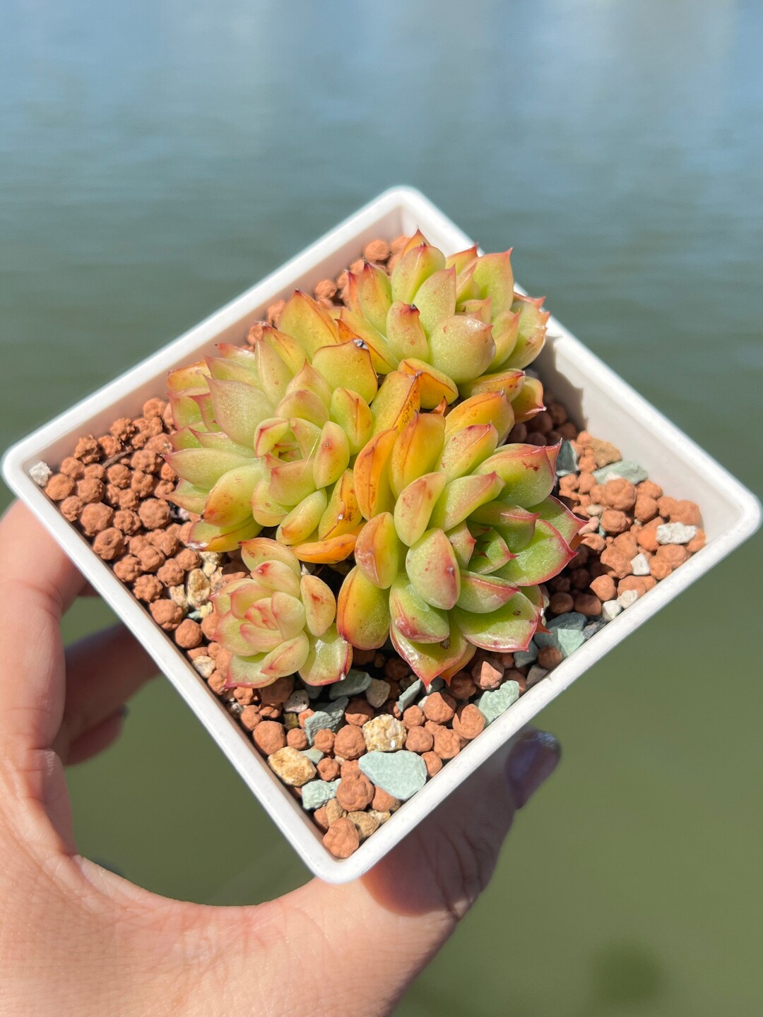 Imported Rare Echeveria Dickley Cluster Succulent From Korea - Etsy