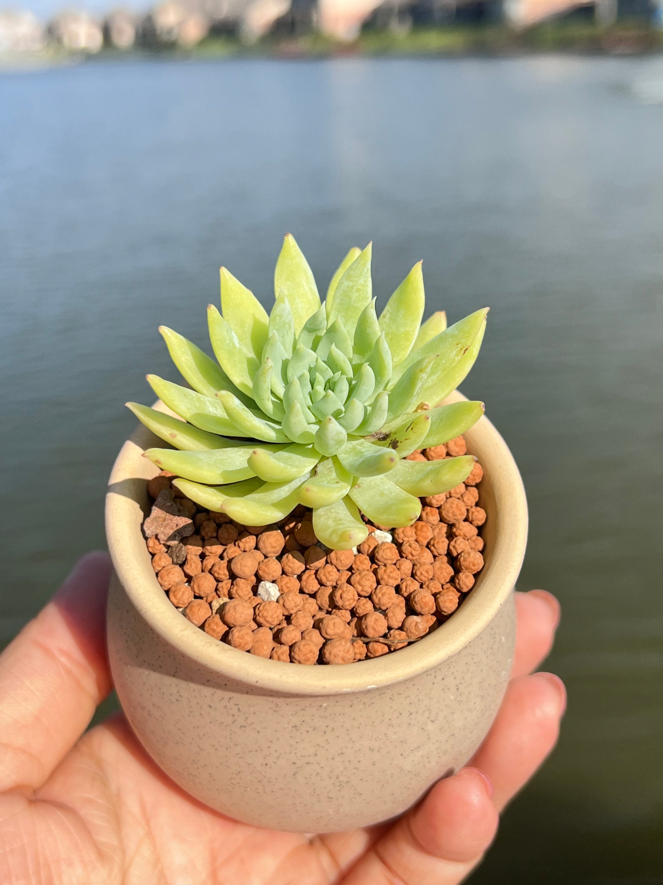 Imported Rare Echeveria Blue Angel Succulent From Korea - Etsy