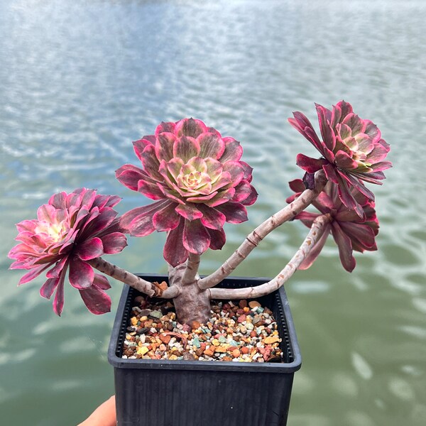 Succulent Painting - Etsy