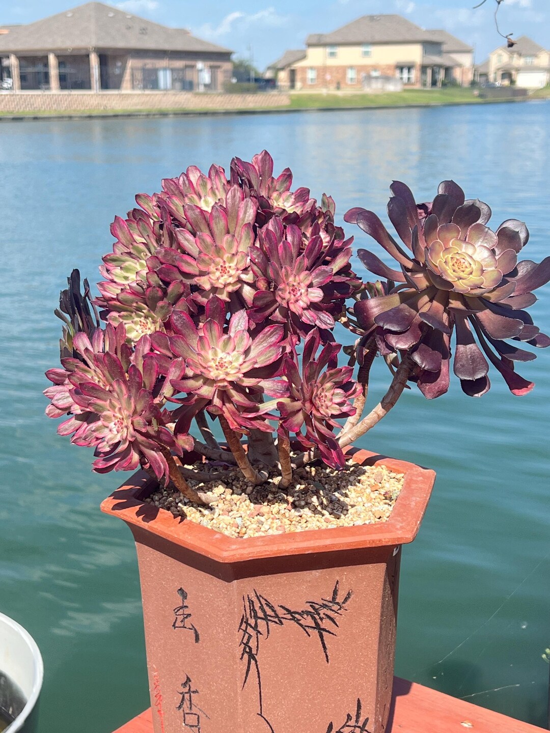 Imported Rare Aeonium Zixia Fairy Cluster Succulent From Korea - Etsy