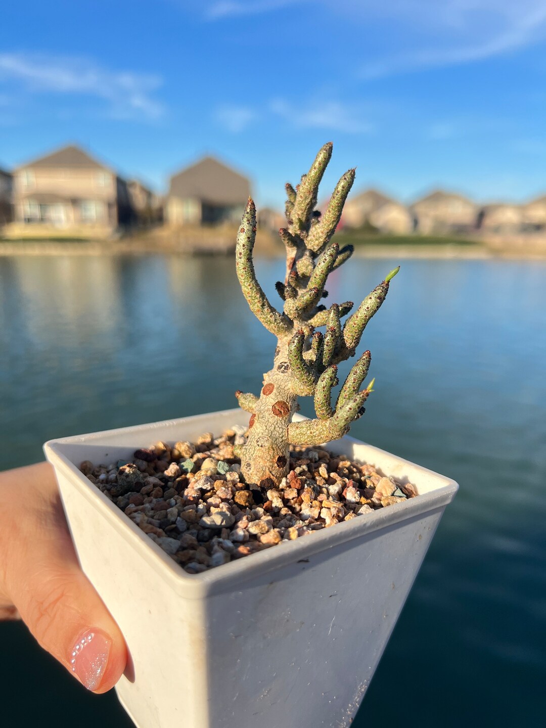 Imported Rare Tylecodon Bucholzianus Succulent From Korea - Etsy