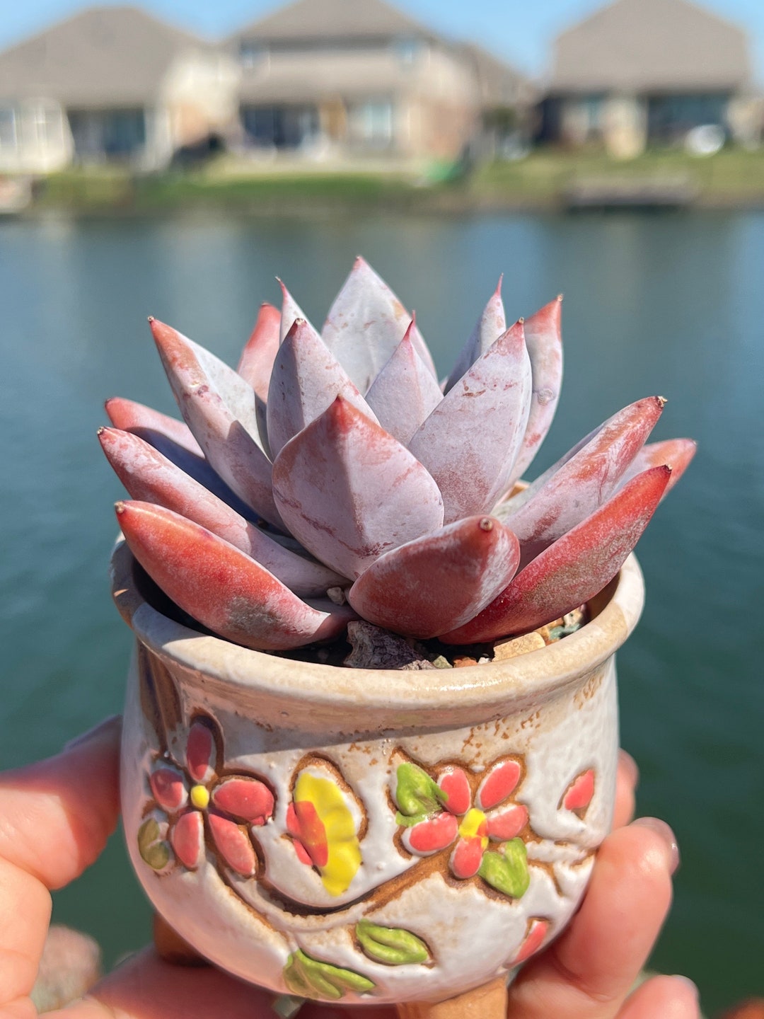 Imported Rare Echeveria Mexican Giant Succulent From Korea - Etsy